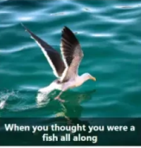 Dumb Meme Generator: AI Tool Reviews, Pricing and Software alternatives ...